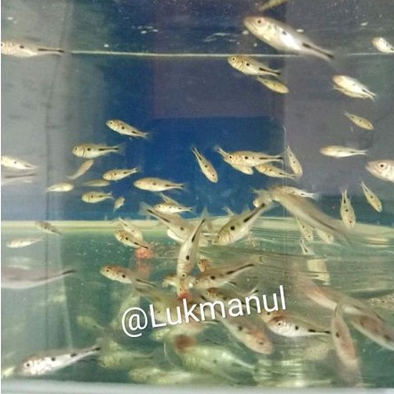 Jual Ikan pbass mono peacock bass monoculus | Shopee Indonesia