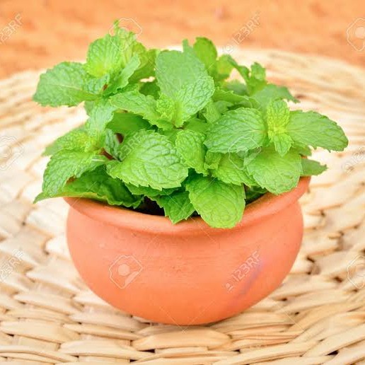 Jual Bibit Benih Biji Tanaman Herbal Daun Mint Spearmint Cocok Untuk ...