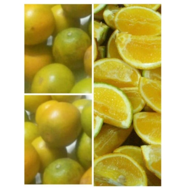 Jual Paket Reseller Jeruk Baby Java 5Kg (Berdasarkan PO) | Shopee Indonesia