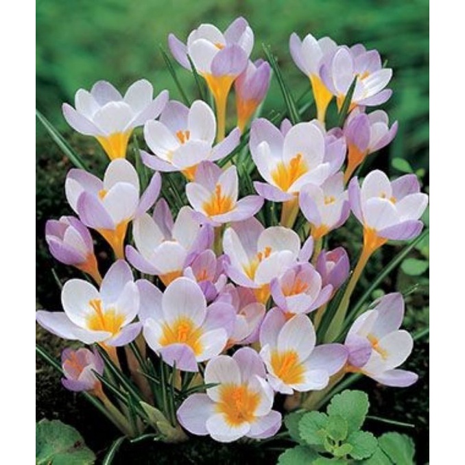 Jual Tanaman Hias Rain lily Kucai Tulip Bunga - Tanaman Hias Hidup ...