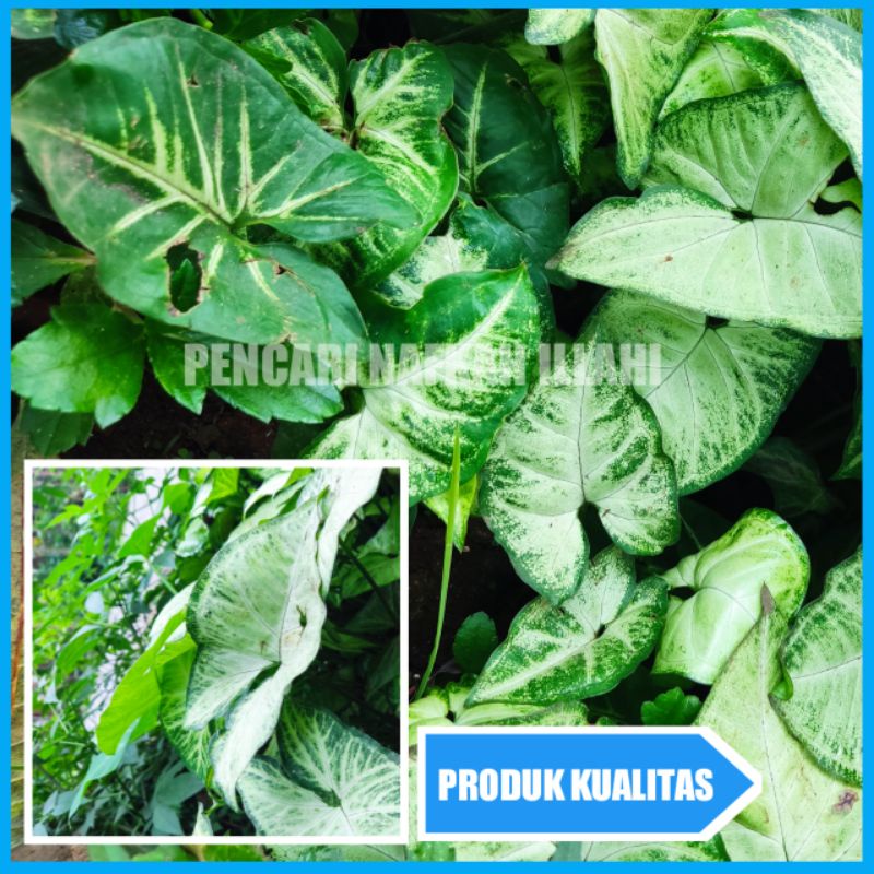 Jual Tanaman Bibit Talas langka hias pekarangan rumah | Shopee Indonesia