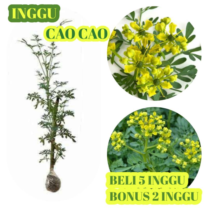 Jual TANAMAN INGGU/ CAO CAO/ TANAMAN HERBAL | Shopee Indonesia