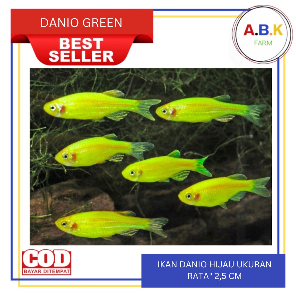 Jual Green Danio Zebra Ikan Hias Aquascape Hiasan Aquarium Tanaman Air ...