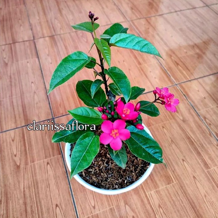 Jual pohon batavia bunga pink - tanaman hias | Shopee Indonesia
