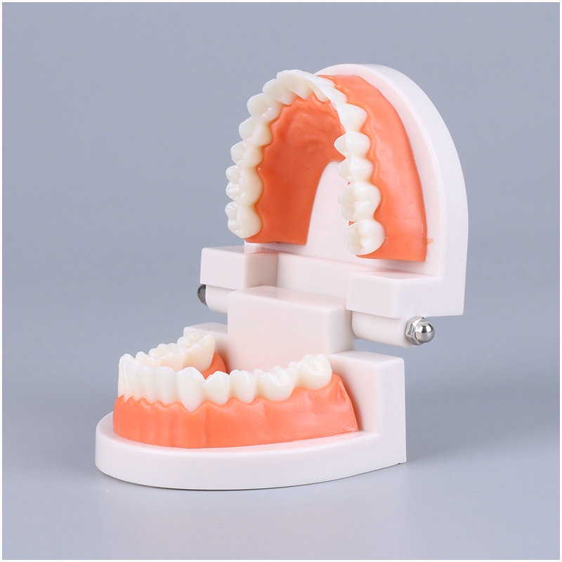 Jual Phantom Gigi Model gigi patung gigi dental study model | Shopee ...