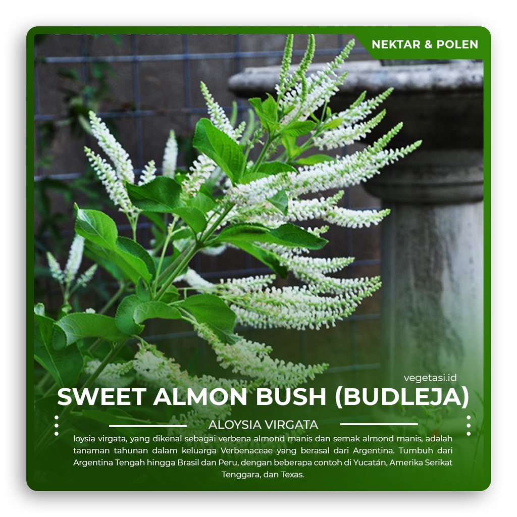 Jual Bibit Bunga Buddleja / Aloysia virgata / Sweet Almond tanaman ...