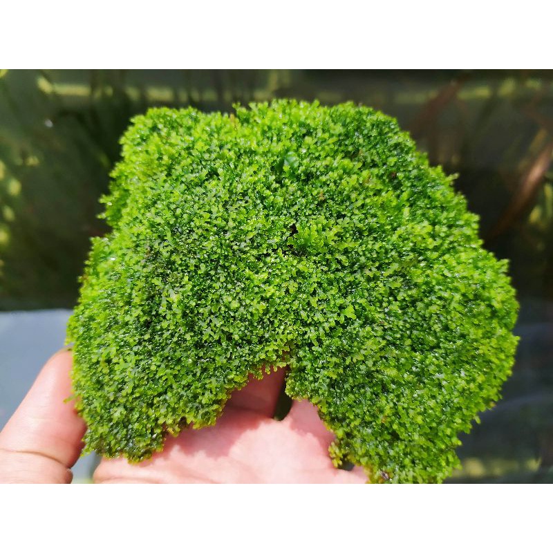 Jual mini ricardia kwalitas super porsi 30x20cm | Shopee Indonesia