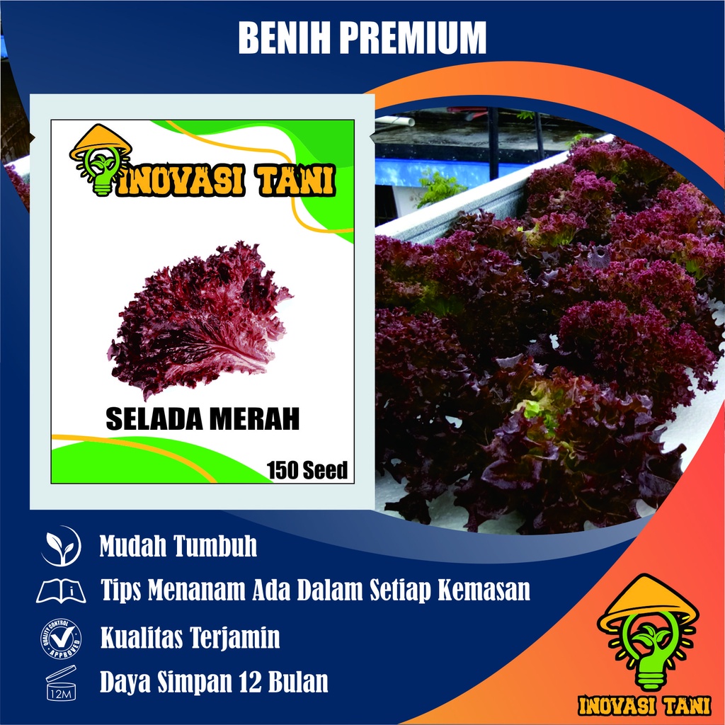 Jual BIBIT SELADA MERAH BENIH SAYUR BIBIT SAYURAN BIBIT UNGGUL TANAMAN ...