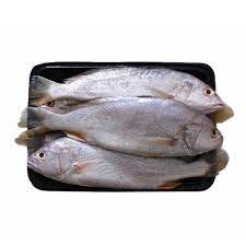 Jual Ikan Gulama / Ikan Samge / Ikan Kepala Batu 500gr Segar | Shopee ...