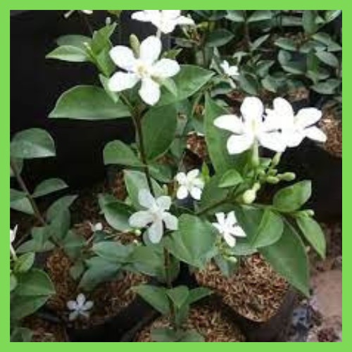 Jual bibit bunga melati yasmin atau bunga melati bali cepat berbunga ...