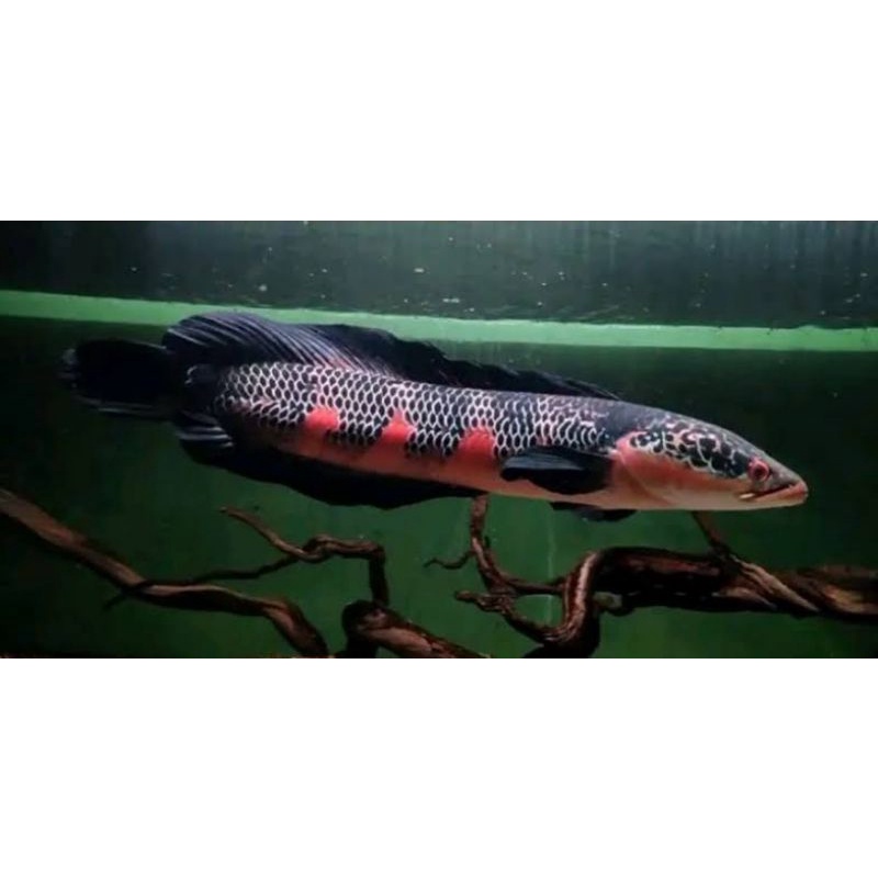 Jual Red barito 3-5cm warna mulai mutasi mantap | Shopee Indonesia