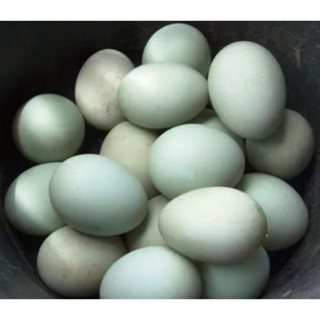 Jual Telur entok fertil - telur mentok ada Paceknya | Shopee Indonesia