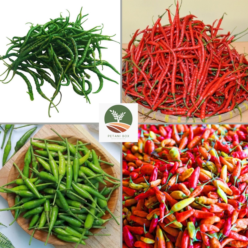 Jual Cabe Cabai Keriting Merah / Hijau / Cengek rawit Merah / Hijau ...