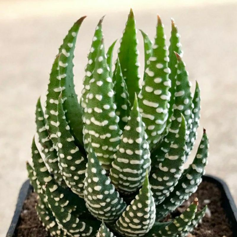 Jual Haworthia Giant Perkutut | Haworthia Cantik | Paket Kaktus Sukulen ...