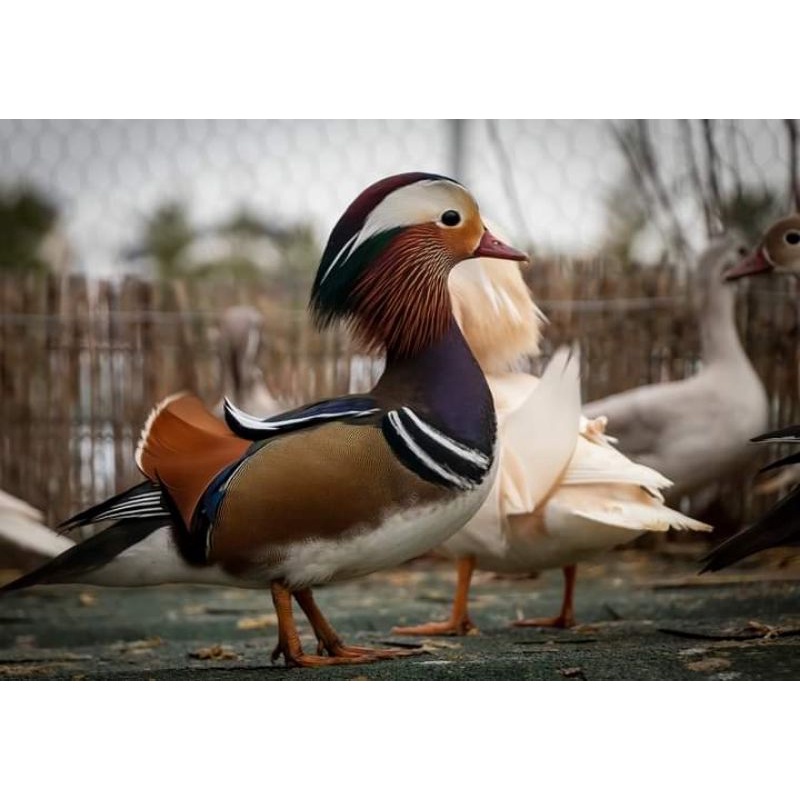 Jual Induk Bebek Mandarin Indukan Bebek Hias Mandarin Duck Dewasa ...