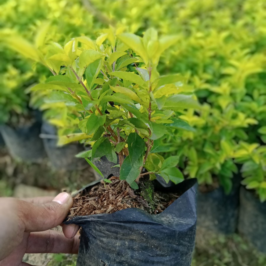 Jual Tanaman Penitian - Tanaman Pangkas Kuning - Taman | Shopee Indonesia