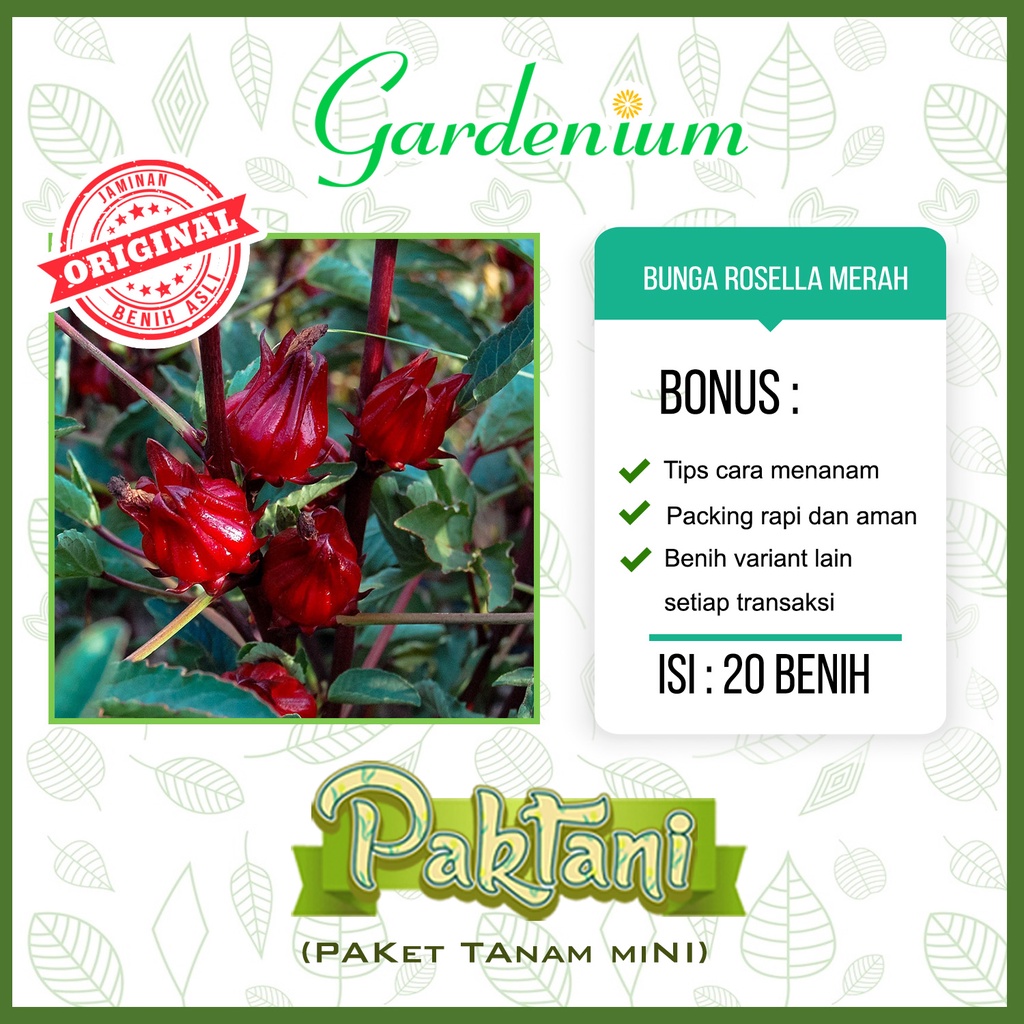 Jual 20 Benih Bunga Rosella Merah Red Roselle Rosela Tanaman Herbal ...