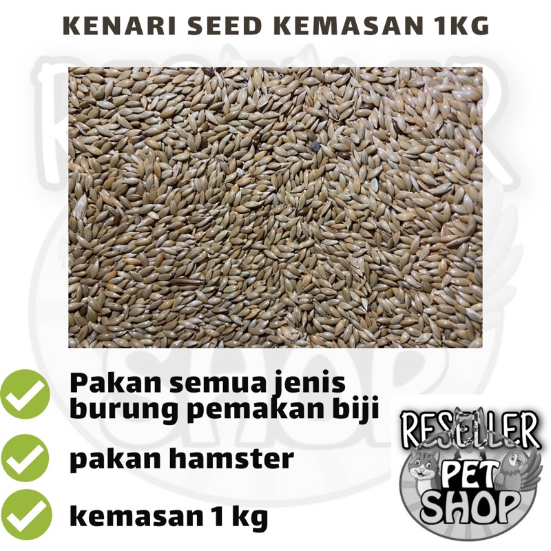 Jual BIJI KENARI SEED KEMASAN 1 KG BIJI KENARI SEED 1 KILO | Shopee ...