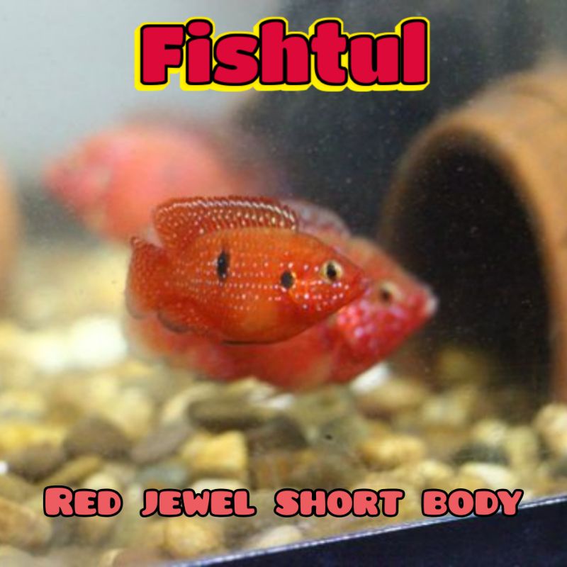 Jual Cichlid Red Jewel Short Body | Shopee Indonesia