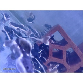 Jual ikan rtc red tail catfish | Shopee Indonesia