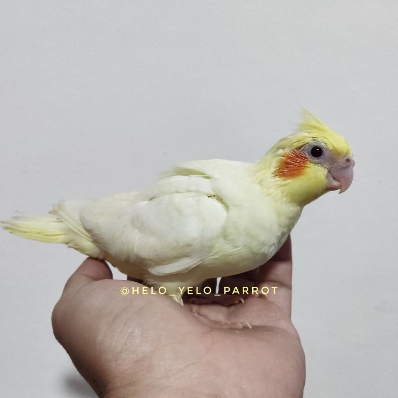 Jual Falk / Parkit Australia Lutino MM | Shopee Indonesia
