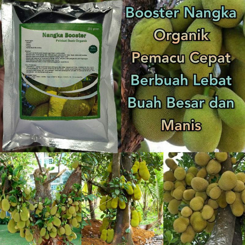 Jual Pupuk Organik Pelebat Buah Dan Booster Nangka Cepat Berbuah Lebat | Shopee Indonesia