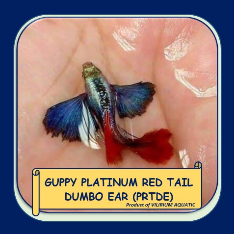 Jual IKAN HIAS AIR TAWAR - GUPPY PLATINUM RED TAIL DUMBO EAR (PRTDE) | Shopee Indonesia