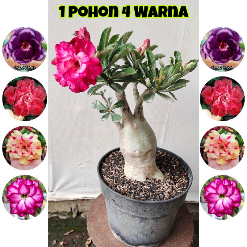 Jual Adenium Grafting 1 Pohon 4 Warna Bunga | Shopee Indonesia