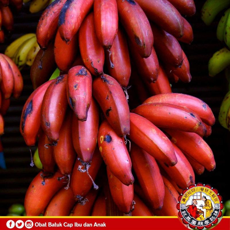 Jual BIBIT PISANG MERAH Original | Shopee Indonesia