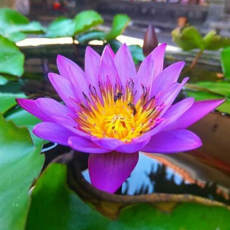 Jual Tanaman hias TERATAI sudah berbunga/ bunga Teratai/Teratai tanaman ...