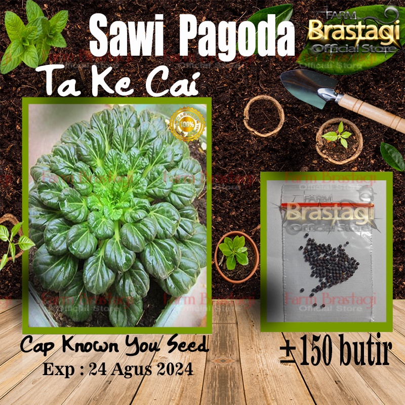 Jual Benih Sawi Pagoda F1 Ta Ke Cai - Known You Seed - KYS Tatsoi ...
