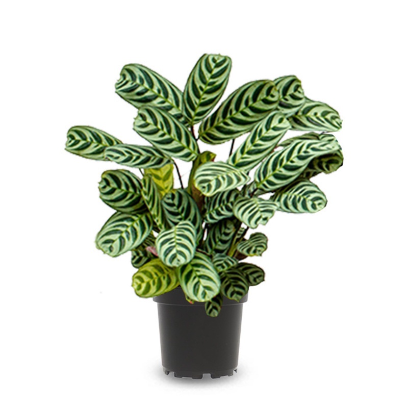 Jual Tanaman calathea burle marx - calathea maranta sepat murah ...