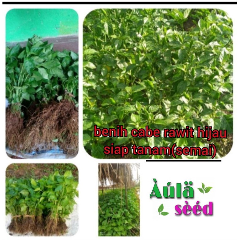 Jual 1 batang benih cabe rawit hijau siap tanam | Shopee Indonesia Jual 1 batang benih cabe rawit hijau siap tanam | Shopee Indonesia