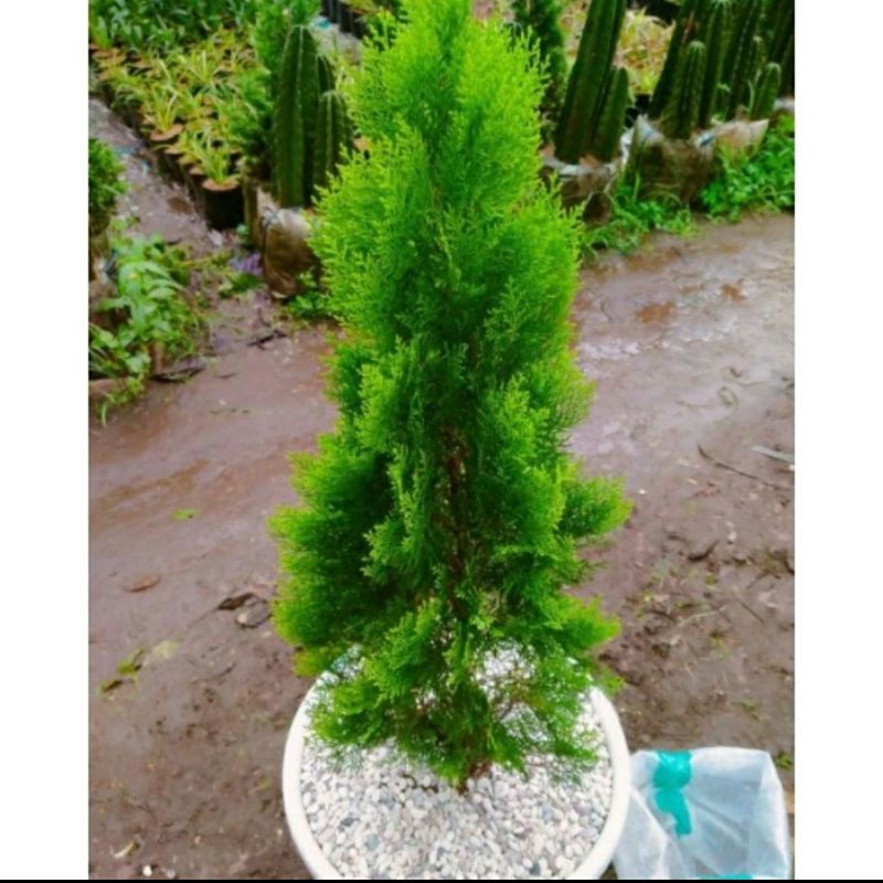 Jual Pohon Cemara Kipas | Shopee Indonesia