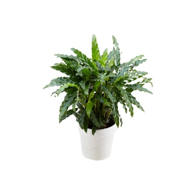 Jual tanaman calathea rufibarba blue grass Velvet Calathea | Shopee ...