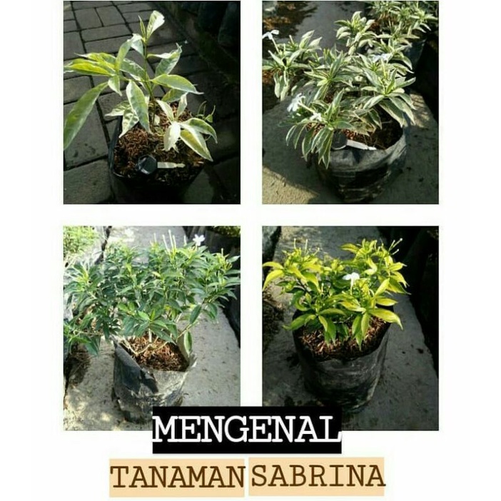 Jual Tanaman Sabrina | Shopee Indonesia
