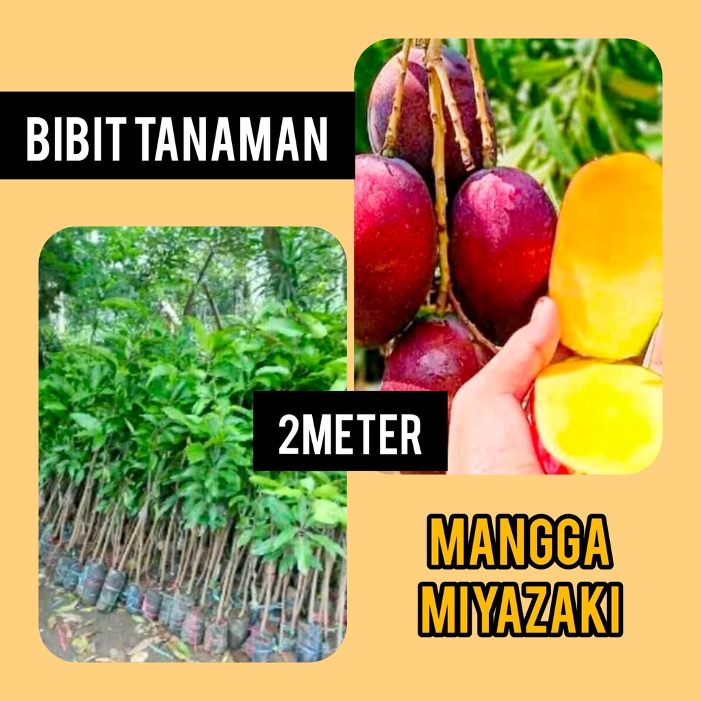 Jual Bibit Mangga Miyazaki 2 Meter Batang Besar | Shopee Indonesia