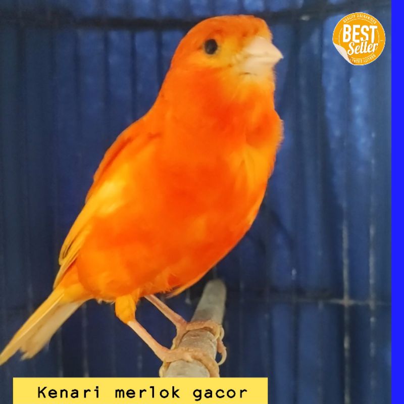Jual burung kenari merlok kenari merah gacor | Shopee Indonesia