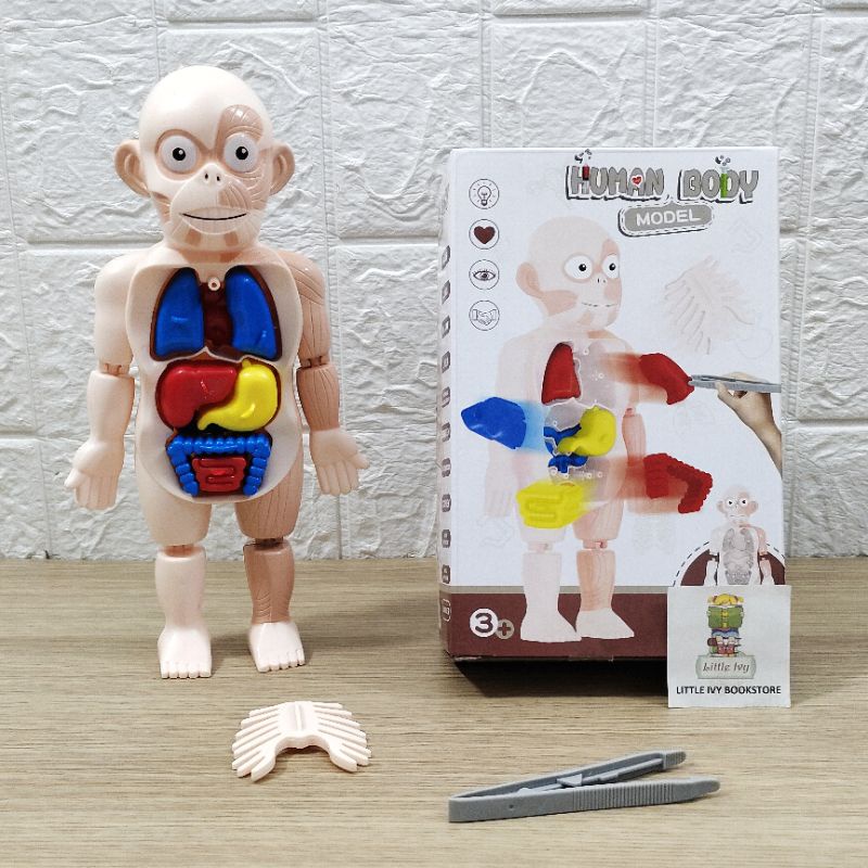 Jual Mainan Human Body Anatomy / Organ Tubuh Manusia. Mainan Edukasi Anak | Shopee Indonesia