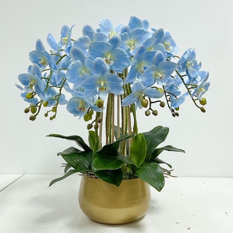 Jual Tanaman Hias Anggrek Dendrobium Biru Muda-Anggrek Dendro Tanaman ...