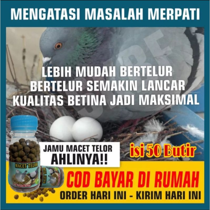 Jual Jamu Merpati MACET TELOR isi 50 Butir Obat merpati macet telor ...