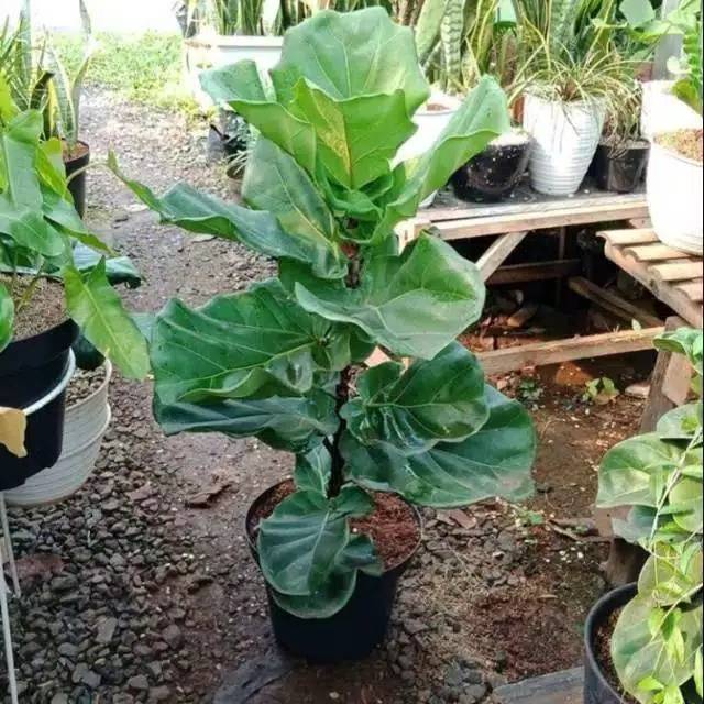 Jual Ketapang Biola - tanaman bibit bunga Ketapang biola daun Besar ...