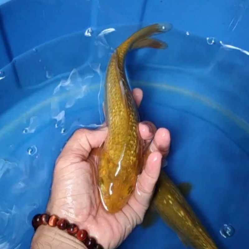 Jual Ikan Koi Blitar Jenis Chagoi Rumah / Koi Jakarta / kode 0013 ...