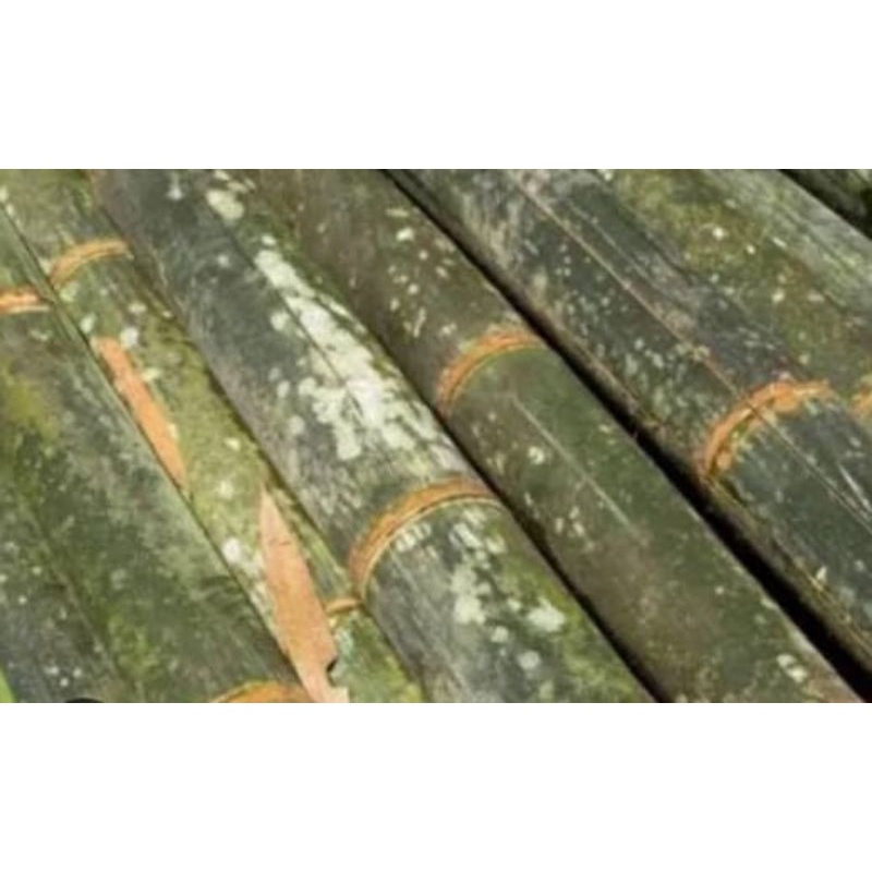Jual Potongan bambu Gombong tanpa ruas mata tunas 15-30cm | Shopee ...