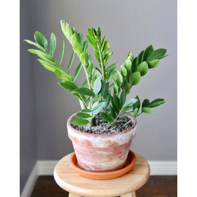 Jual Tanaman hias Zamioculcas zamiifolia / zamia culcas / zamia kulkas ...