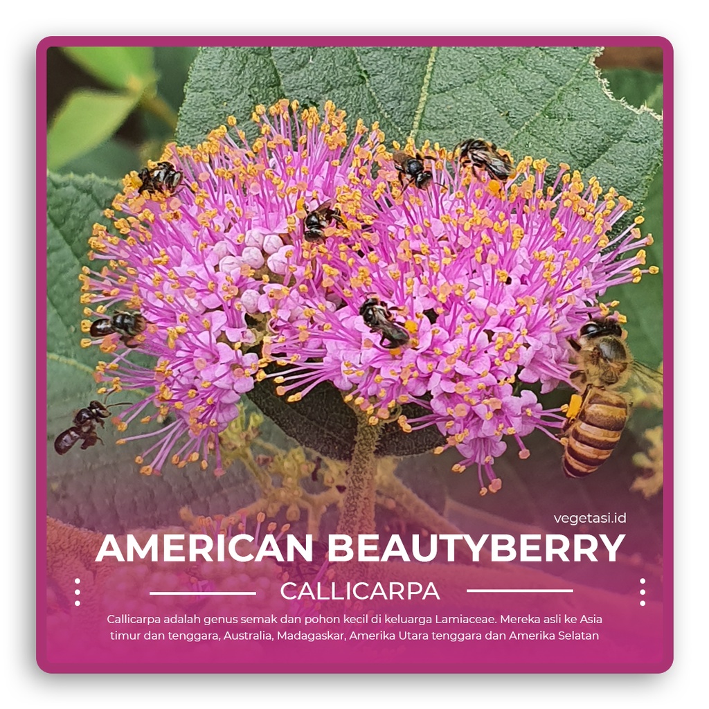 Jual Bibit Bunga Beautyberry / Tanaman American Beauty Berry ...