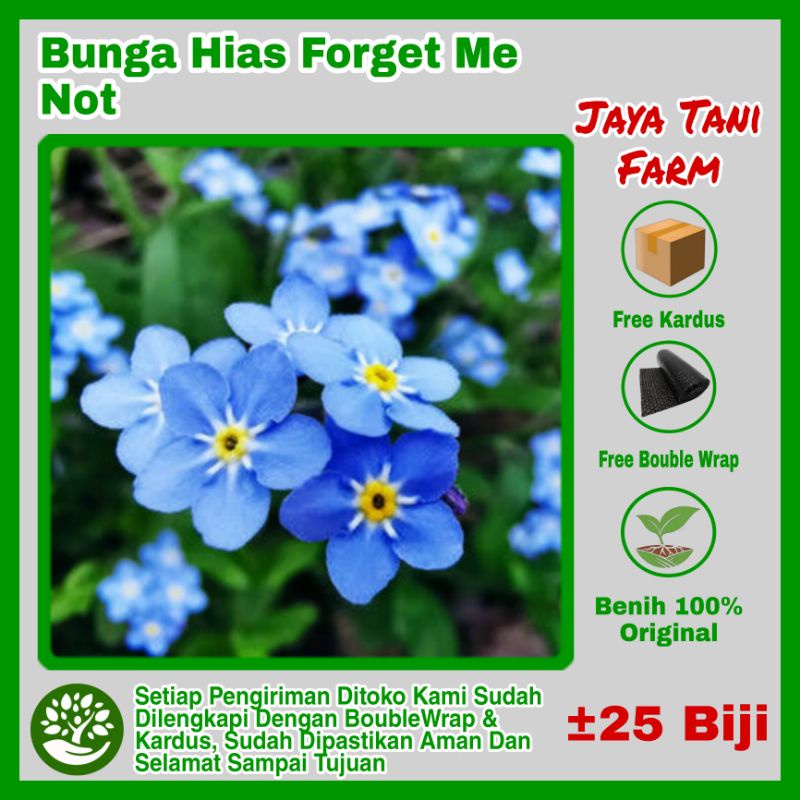 Jual 25 Biji Benih Bunga Hias Forget Me Not F1 / Bibit Tanaman / Bunga ...