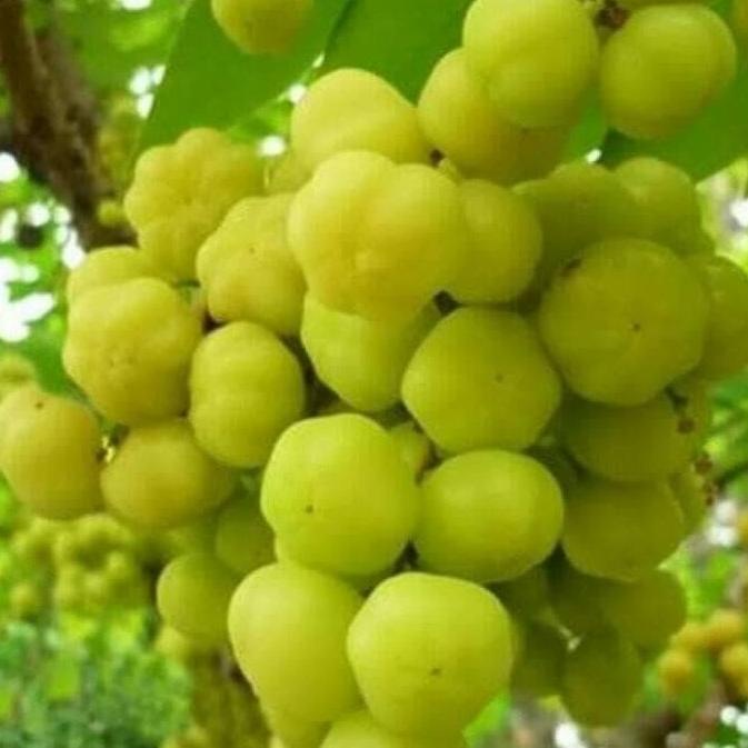 Jual Bibit Pohon Buah Cereme Ceremai Cerme Tanaman Unik Cukup Langka ...