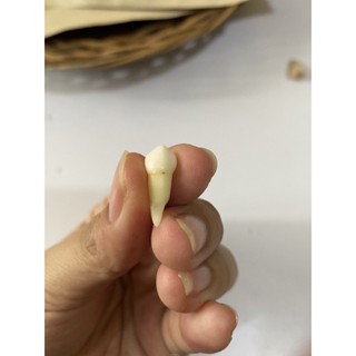 Jual gigi caninus pedo / gigi taring anak/ gigi praktikum | Shopee ...