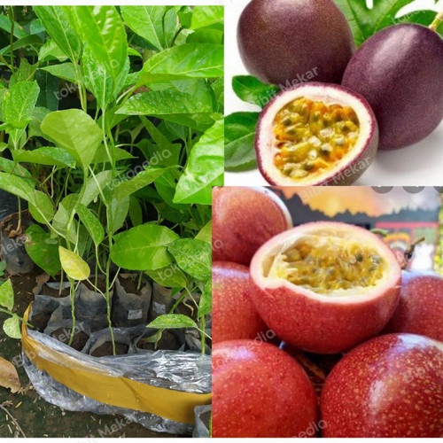 Jual Bibit Markisa Merah Manis ( beli 5 gratis 1) | Shopee Indonesia